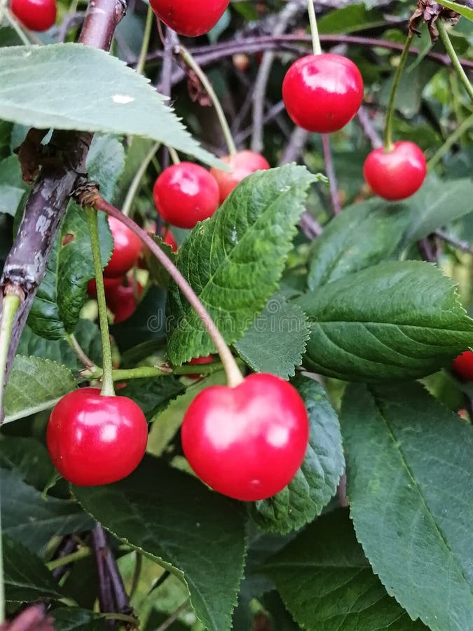 Red Cherry Tree. Cherry Leaves Stock Photo - Image of strawberry, berry ...