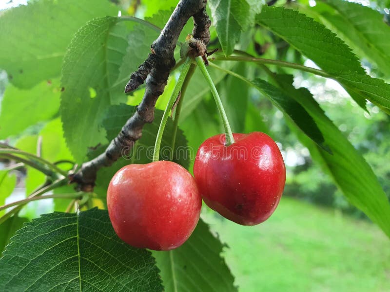 Red Cherry on tree hanging stock photo. Image of shrub - 280541376