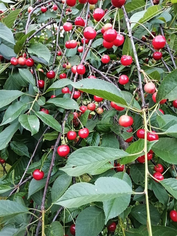 Red Cherry Tree. Cherry Leaves Stock Image - Image of baltics, alot ...