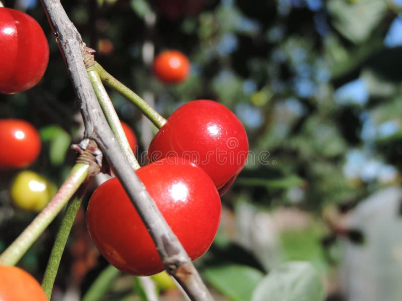 Red cherry tree stock image. Image of plant, green, fruit - 187239559