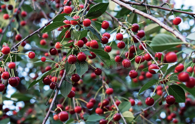 Red Cherry on the Tree. Ripe Cherry in the Summer Garden Stock Photo ...