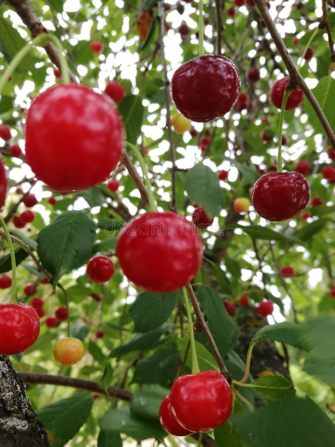 Red Cherry Tree Stock Photos - Download 35,351 Royalty Free Photos