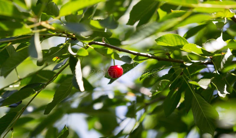 Red Cherry on a Tree in Summer Stock Photo - Image of berry, plant ...