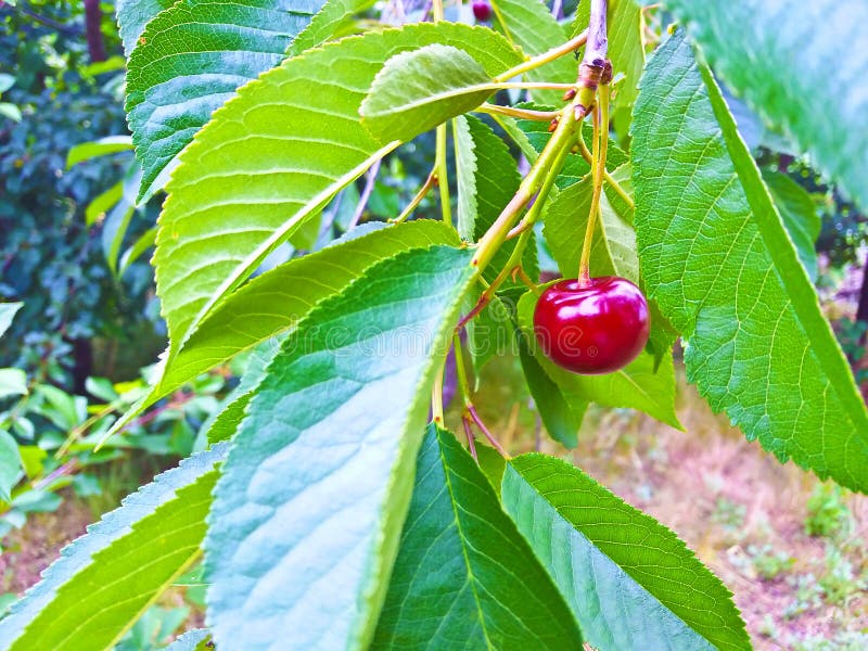 Red cherry tree stock photo. Image of nature, flower - 95637450