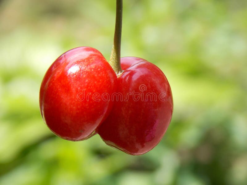 Red cherry, unusual shape stock image. Image of shape - 116034435