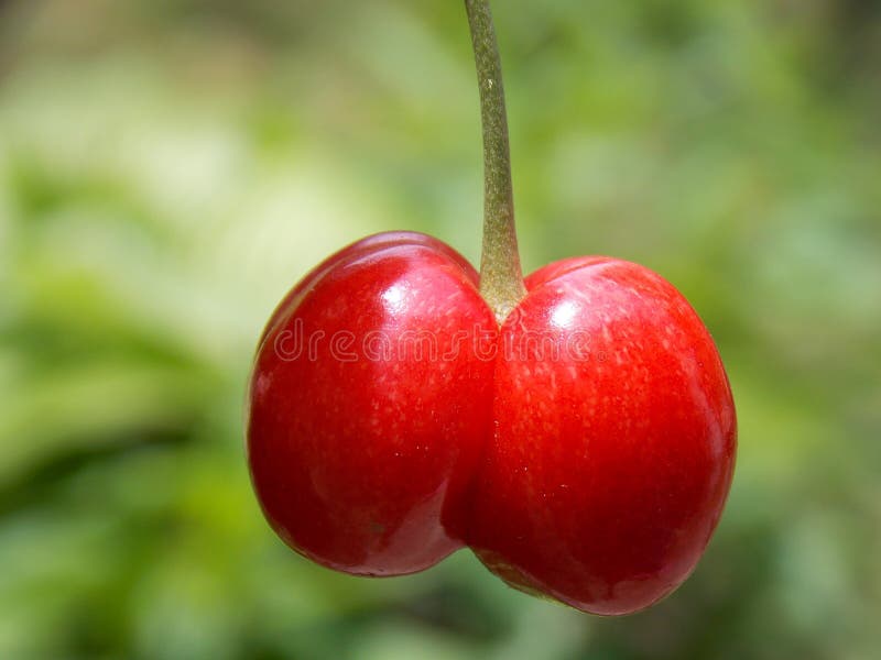 Red cherry, unusual shape stock photo. Image of unusual - 116034484
