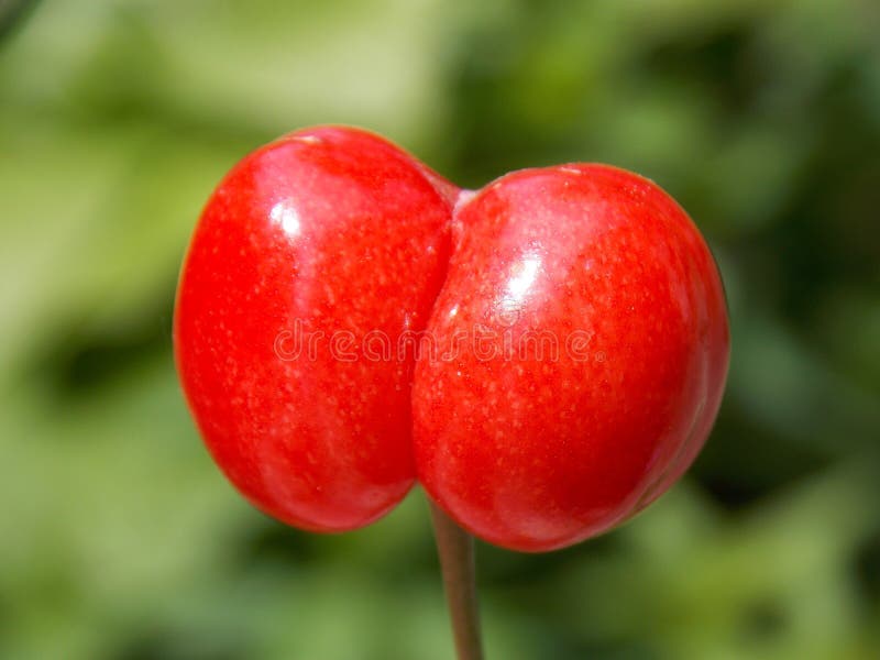Red cherry, unusual shape stock image. Image of macro - 116034539