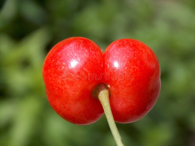 Red cherry, unusual shape stock image. Image of cherry - 116034559