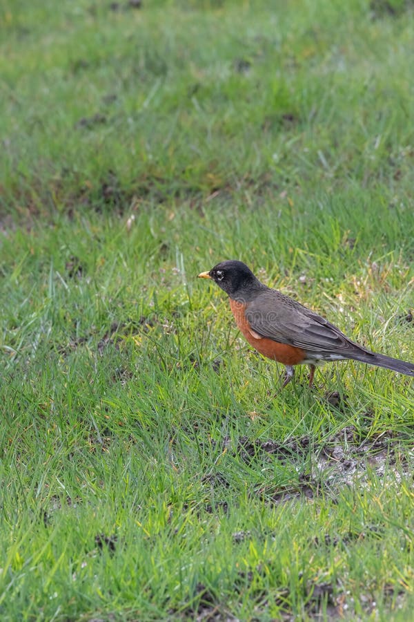 Red Chested Robin in the Grass Looking for Worms Stock Image - Image of ...