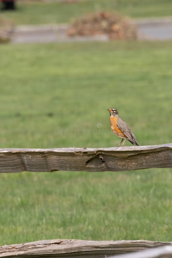 Red Chested Robin Perched on a Wooden Fence Stock Image - Image of ...