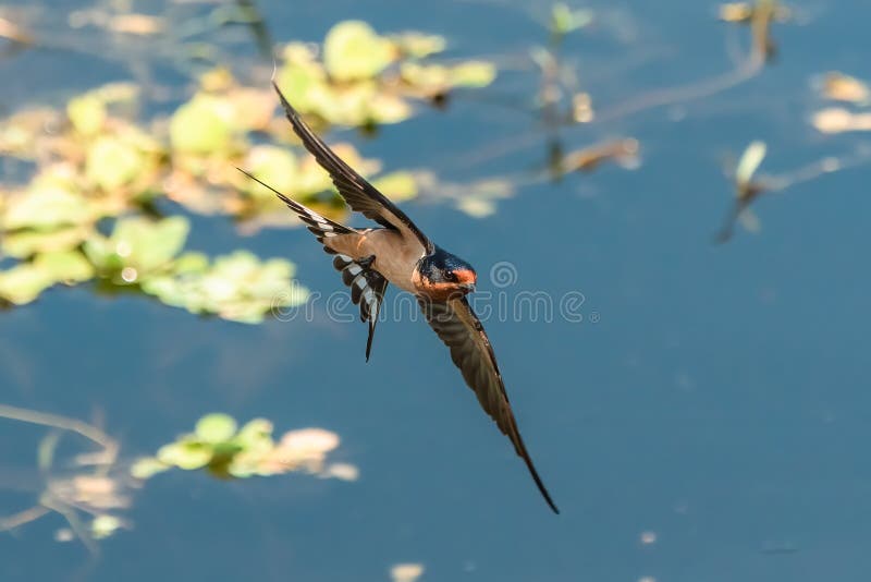 Red-chested Swallow Bird Flying Over a Pond Stock Image - Image of bird ...