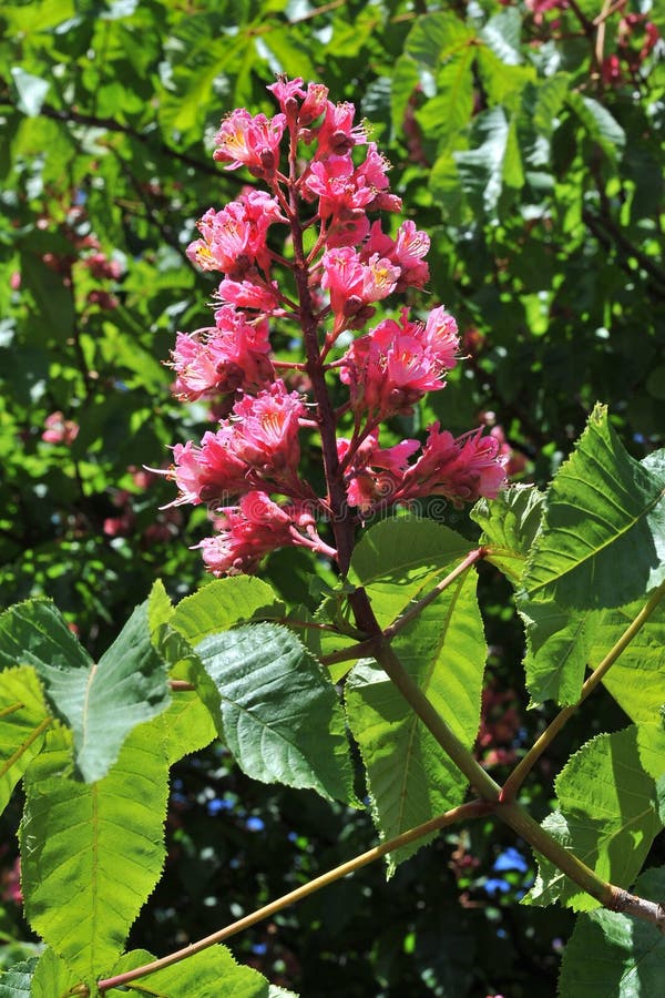 Red chestnut stock photo. Image of bloom, carnea, plnat - 26867474