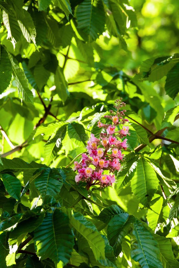 Red chestnut against stock image. Image of chestnut, beauty - 95081567