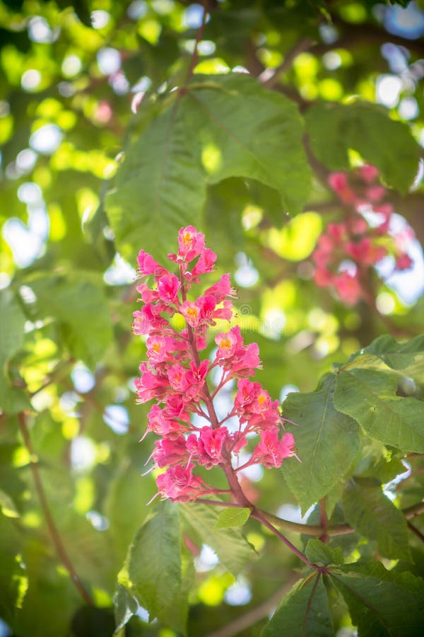 Red chestnut flowers stock image. Image of summer, leaves - 114345489