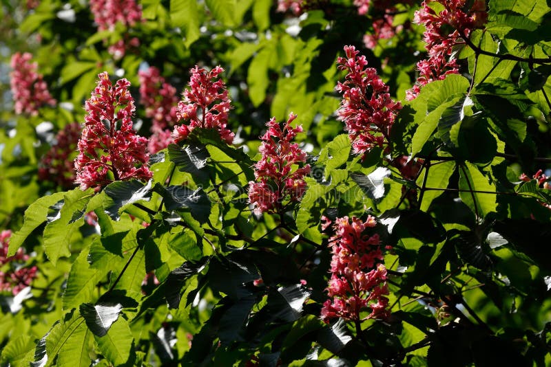 Red Chestnut Flowers with Green Leaves Stock Image - Image of pink ...