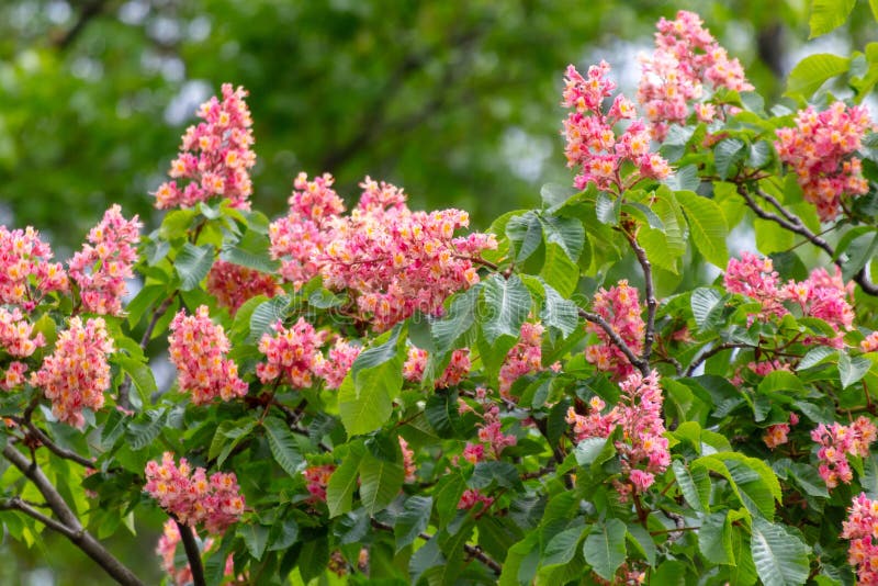 Red Chestnut Flowers on a Tree in Spring Stock Photo - Image of ...
