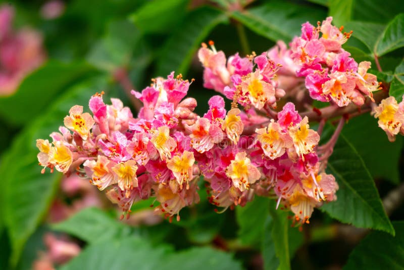 Red Chestnut Flowers on a Tree in Spring Stock Image - Image of vivid ...