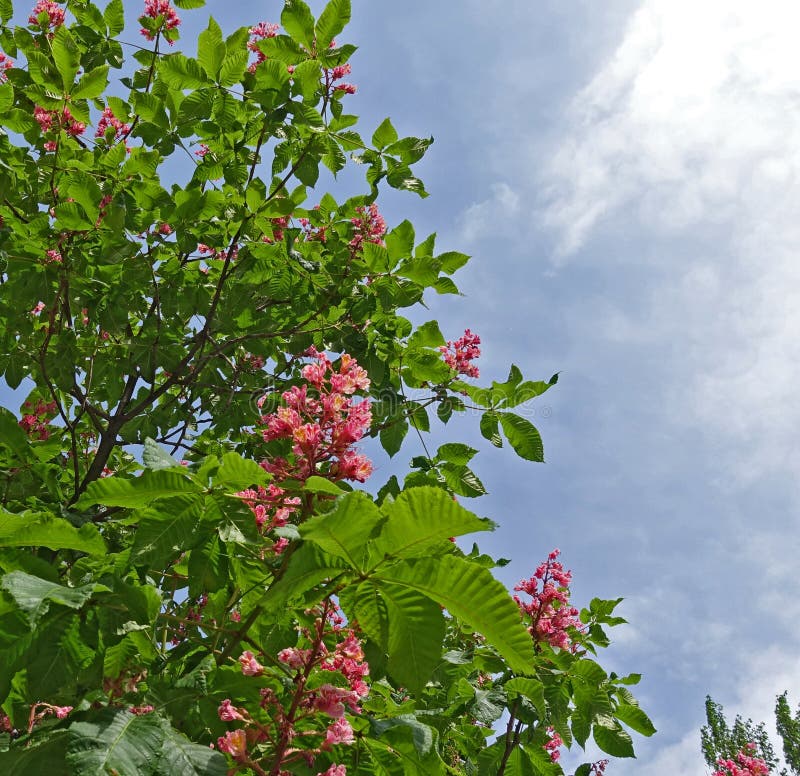 Red Chestnut Inflorescences in Spring Stock Photo - Image of garden ...
