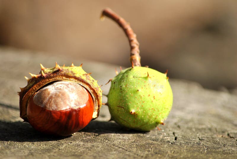 Red chestnut stock photo. Image of poland, beautiful - 59483640