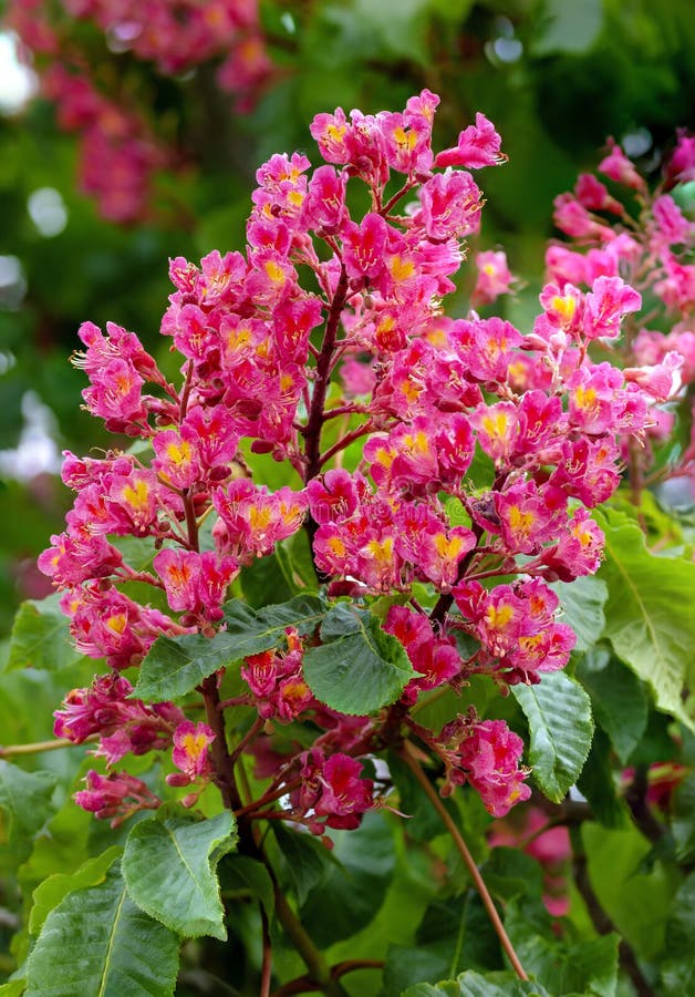 Red Chestnut tree stock image. Image of leaves, bloom - 147861173