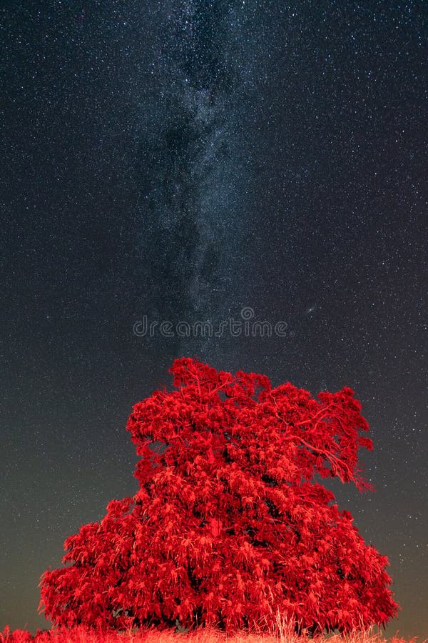 Red Chestnut Tree Under the Milky Way Stock Image - Image of glory ...