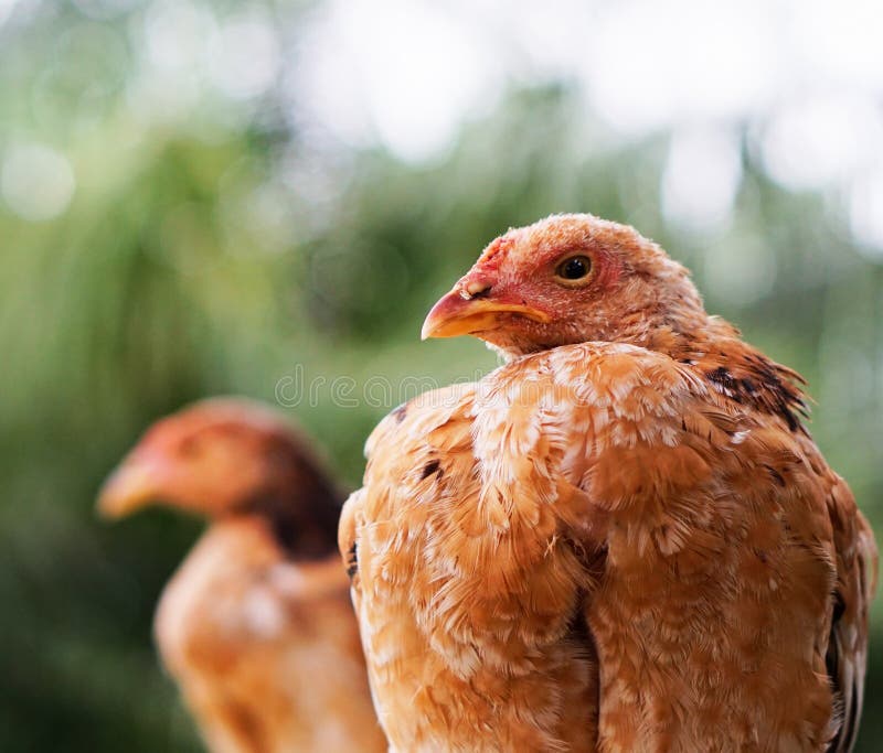 Red chick stock image. Image of love, female, protection - 96553143