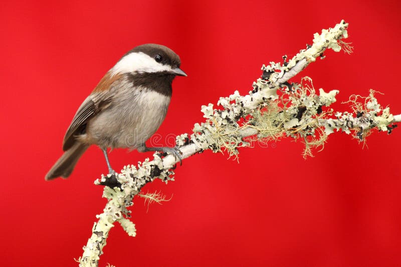 Red Chickadee stock photo. Image of california, portrait - 93768424