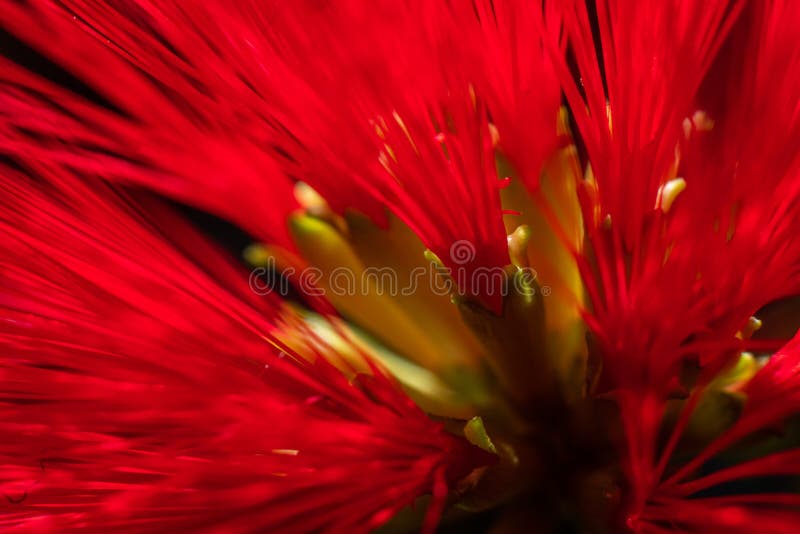 Red Chickadee Tree Flower Close-Up Stock Photo - Image of biology ...