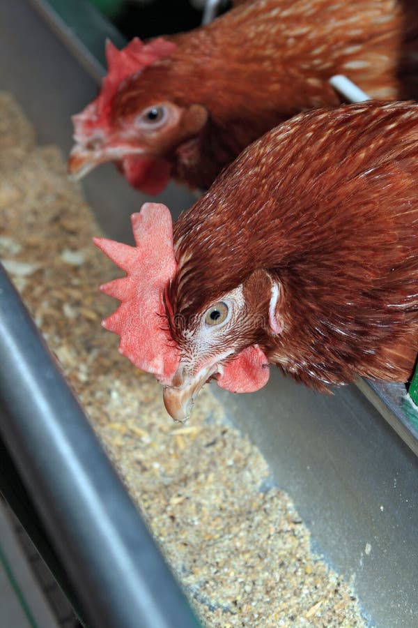 Red Chicken stock photo. Image of business, rooster, cultivation - 15354064