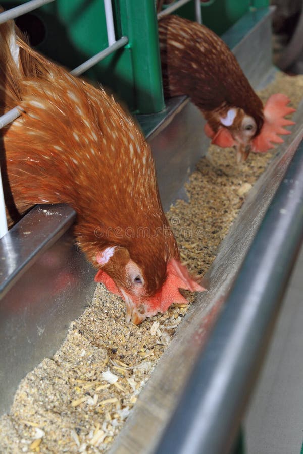 Red chicken stock image. Image of farm, cage, eats, grain - 17836151