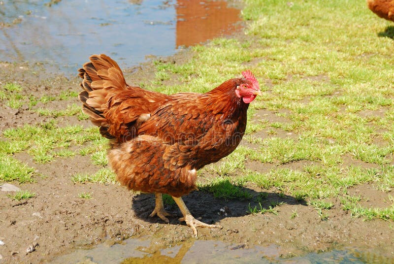 Red Chicken stock image. Image of chicken, female, agriculture - 22996897