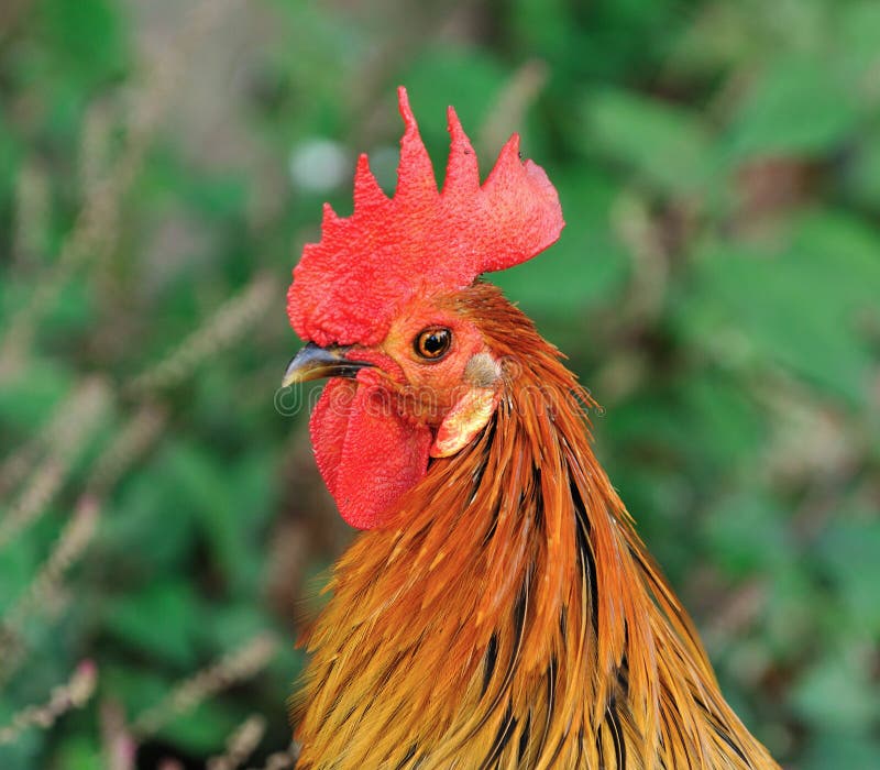 Red Chicken on Bright Green Background Stock Photo - Image of female ...