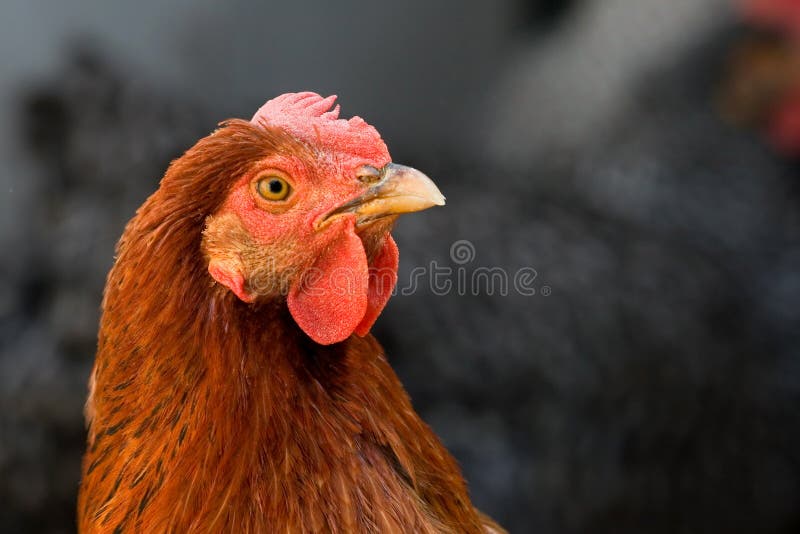 Red chicken closeup stock photo. Image of rural, motley - 51503510