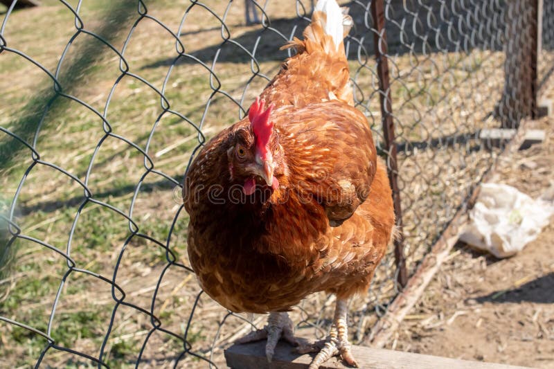 Red Chicken in the Chicken Coop Closeup Stock Photo - Image of farm ...