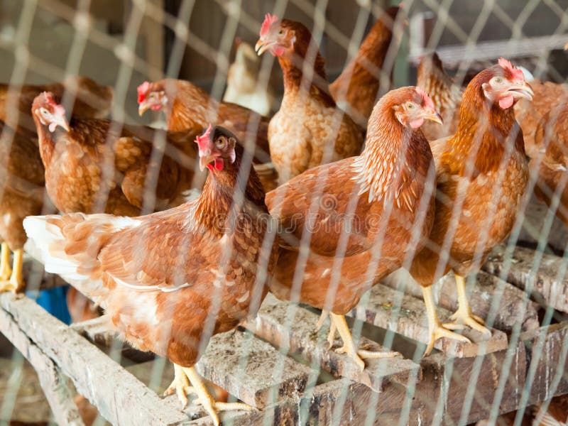 Egg farm stock photo. Image of cage, chicken, hens, layers - 2302538