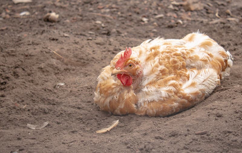 Red Chicken Digging in the Ground, Looking for Food, Resting, Lying ...