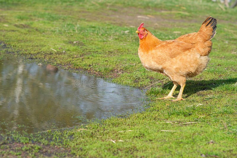 180 Chicken Puddle Stock Photos - Free & Royalty-Free Stock Photos from ...