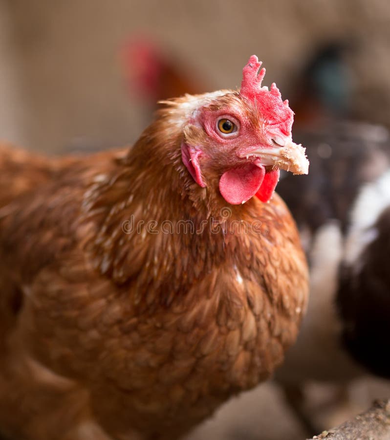 Red Chicken on a Farm in Nature Stock Image - Image of outdoor ...