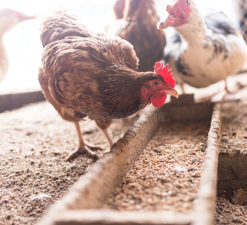 Red Chicken on a Farm in Nature Stock Photo - Image of food, feathered ...