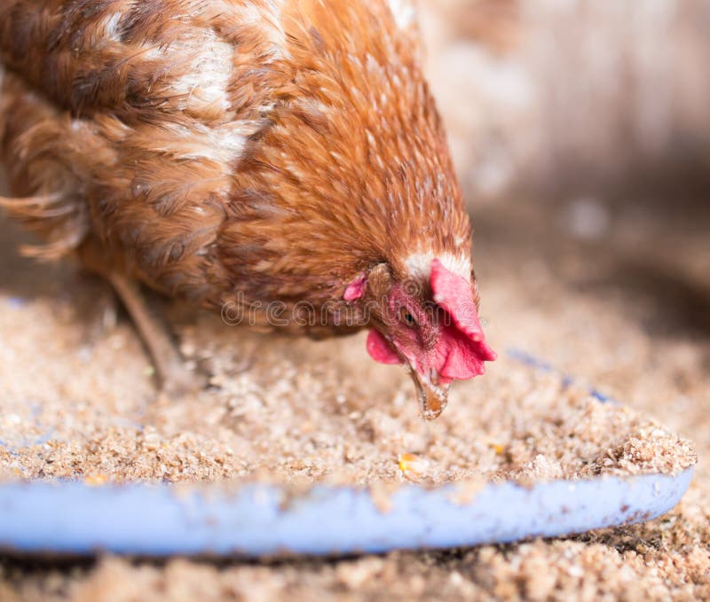 Red Chicken on a Farm in Nature Stock Image - Image of beak, common ...
