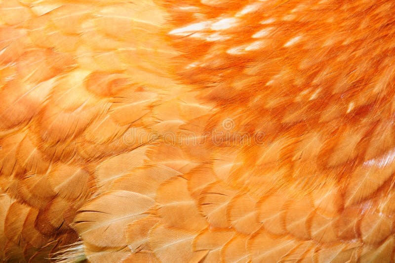 Red Chicken Feathers Close-Up Stock Image - Image of texture, abstract ...