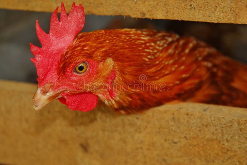 Red chicken head stock image. Image of chicken, rooster - 26624259