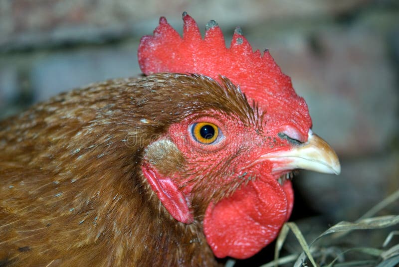 Red chicken head stock photo. Image of fowl, domestic - 27033850