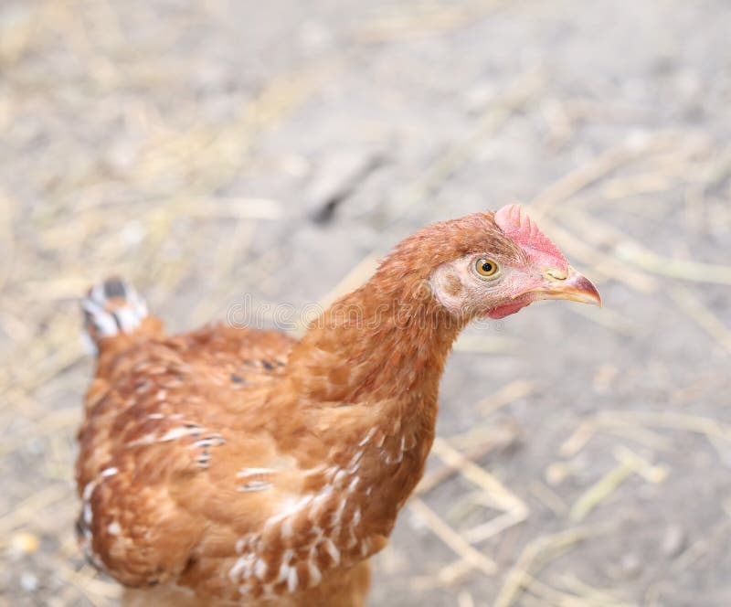 144 Whole Chicken Head Stock Photos - Free & Royalty-Free Stock Photos ...