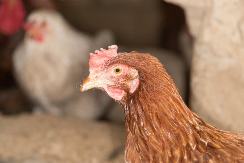 Red Chicken Head Close-Up stock image. Image of profile - 107315599