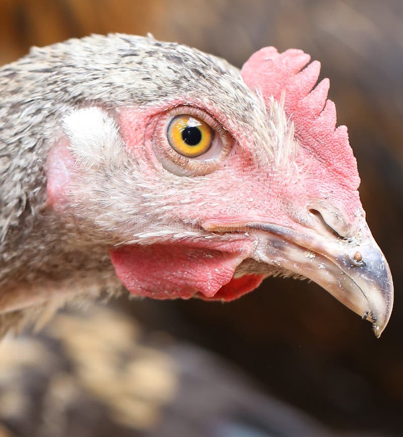 144 Whole Chicken Head Stock Photos - Free & Royalty-Free Stock Photos ...