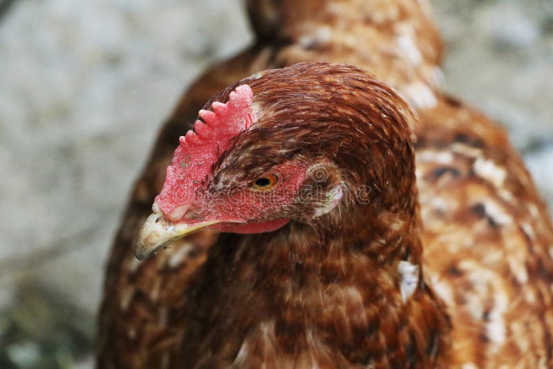 Red chicken stock photo. Image of grass, farming, nature - 92137104