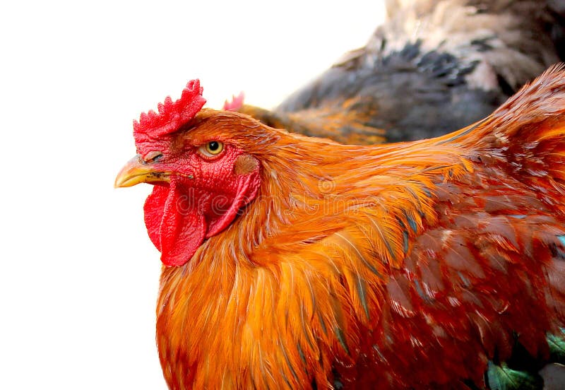 Red chicken isolated stock image. Image of bird, coop - 67627901