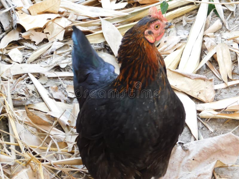 Chicken life cycle stock image. Image of biology, baby - 1011275