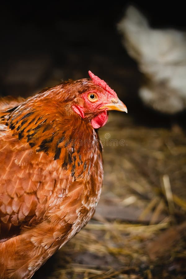 Red Chicken Looking Out of the Barn Stock Image - Image of food, breed ...